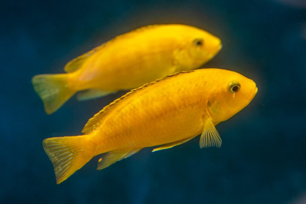 The Largest Oceanarium in the Philippines Is Now Open in Cebu - Iconic MNL