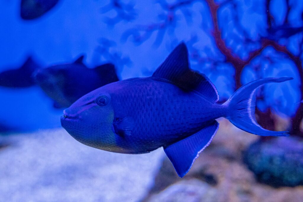 The Largest Oceanarium in the Philippines Is Now Open in Cebu - Iconic MNL