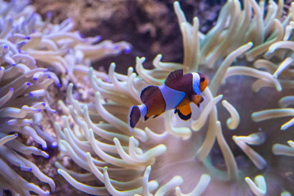 The Largest Oceanarium in the Philippines Is Now Open in Cebu - Iconic MNL