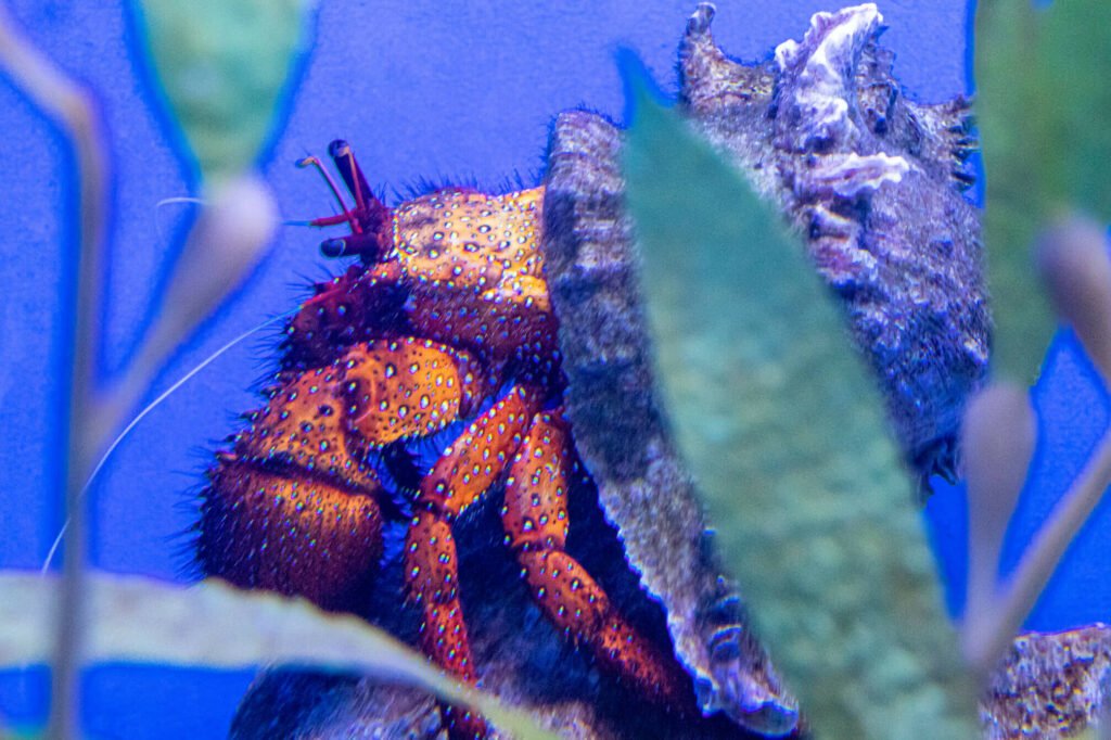 The Largest Oceanarium in the Philippines Is Now Open in Cebu - Iconic MNL