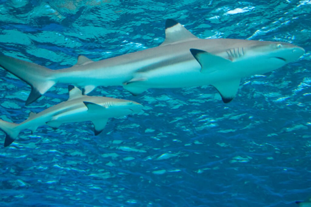 The Largest Oceanarium in the Philippines Is Now Open in Cebu - Iconic MNL