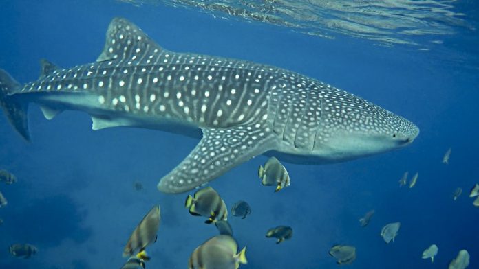 Swimming With Gentle Giants at Tan-awan, Oslob in Cebu - Iconic MNL