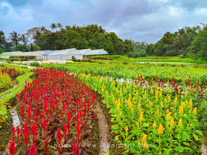 Discovering The Various Flavors of Quezon Province - Iconic MNL